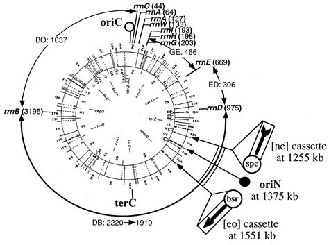 Experimental Surgery To Create Subgenomes Of Bacillus Subtilis 168 Pnas
