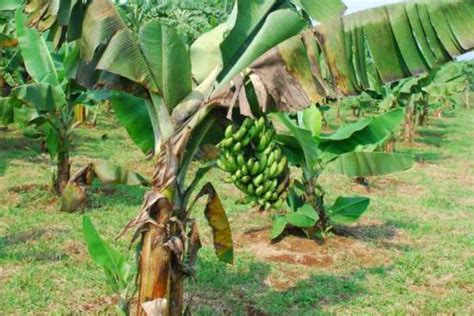 Cegah Serangan Layu Fusarium Pada Tanaman Pisang Dengan Pupuk Guano