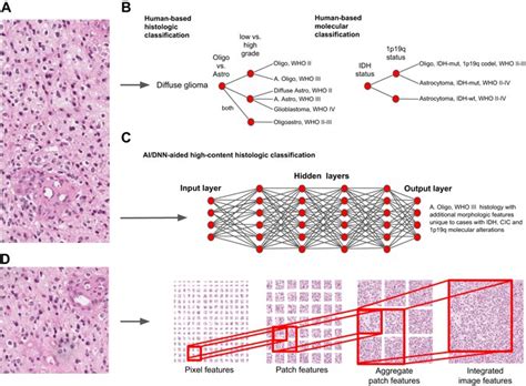 precision histology how deep learning is poised to revitalize