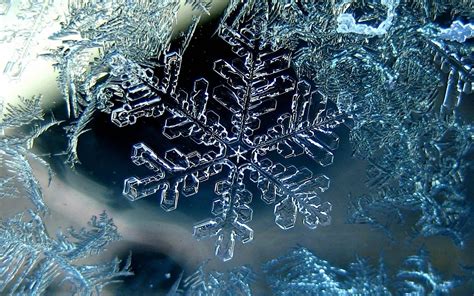 Wallpaper Water Winter Macro Branch Ice Frost Biology