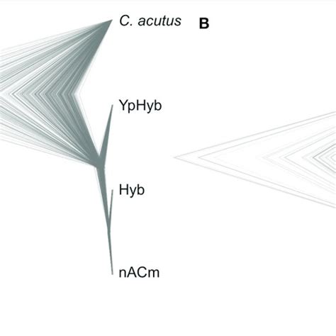 Bayesian Species Delimitation With Genomic Data For Crocodylus