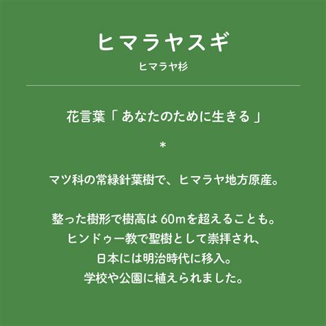 阿明 On Twitter Rt 543life 今日の誕生花は「ヒマラヤスギ／ヒマラヤ杉」。 花言葉は「あなたのために生きる」です