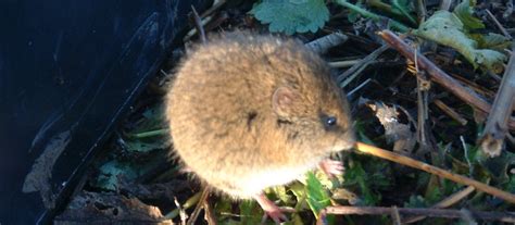 Small Mammal Trapping Herefordshire Biological Records Centre