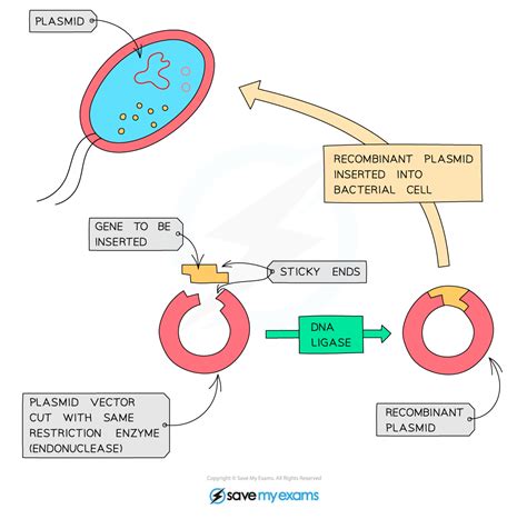 Edexcel Igcse Biology Double Science 复习笔记 5 3 1 The Process Of Genetic