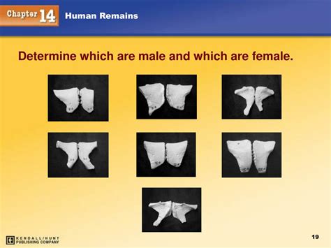 Ppt Human Remains Powerpoint Presentation Free Download Id 5800998