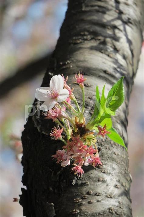 散りゆく桜 No 22422671｜写真素材なら「写真ac」無料（フリー）ダウンロードok