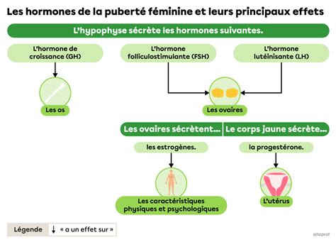 Les Glandes Hormonales Et La Puberté Féminine Secondaire Alloprof