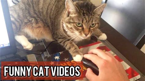 The Best Funny Cat Videos Of The 2021 Funny Cats Compilation 14