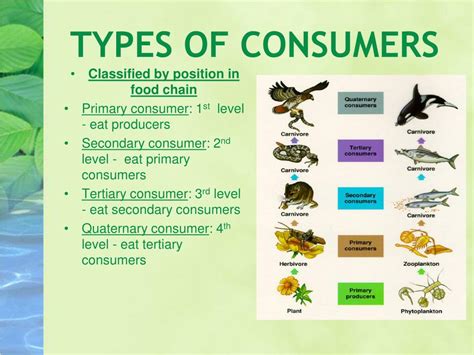 Ppt Chapter 36 Powerpoint Presentation Free Download Id 5568372