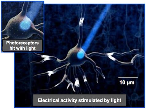 Optimizing A Microlens Design For Optogenetics Applications Comsol Blog