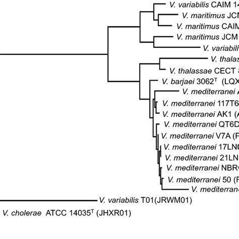 Phylogenetic Tree Based On Concatenated Sequences Of 139 Single Copy