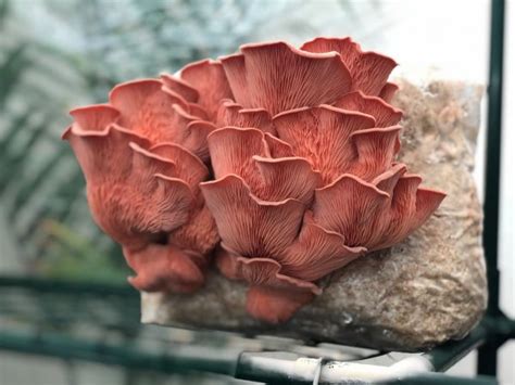 Plug Spawn Pack Oyster Mushroom Pink Pleurotus Djamor 500 Plugs