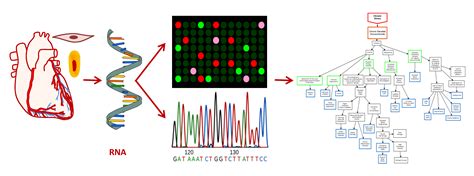 Jpm Free Full Text The Transcriptomic Toolbox Resources For