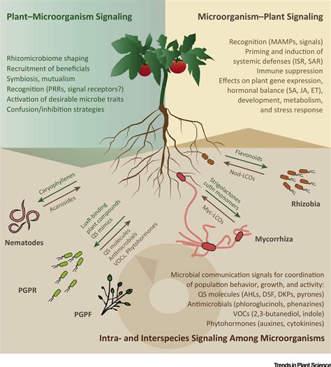 Signaling In The Rhizosphere Trends In Plant Science