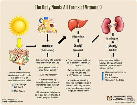 The Body Needs All Forms Of Vitamin D Grassrootshealth
