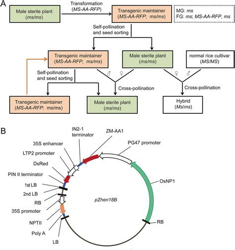 Construction Of A Male Sterility System For Hybrid Rice Breeding And