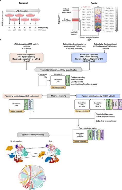 Overview Of The Spatiotemporal Experimental Pipeline A Tmt Labelling