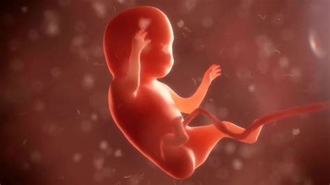 جنسیت جنین کی و کدوم هفته بارداری مشخص می شه؟