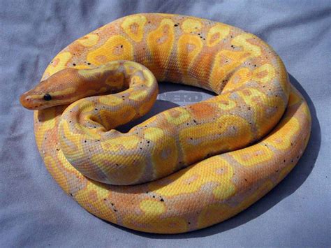 coral glow morph list world of ball pythons