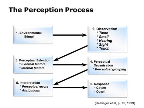 The Process Of Sense Perception Diagram