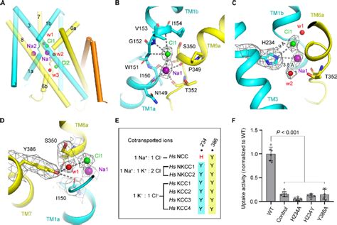 The Na1 And Cl1 At Substrate Binding Sites Of Ncc A The Overall View