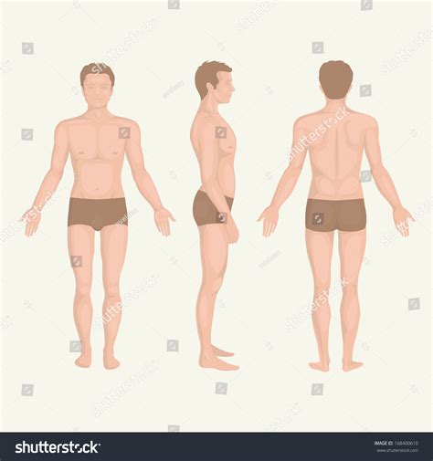 Man Body Anatomy Front Back Side Stock Vector 168400610 Shutterstock