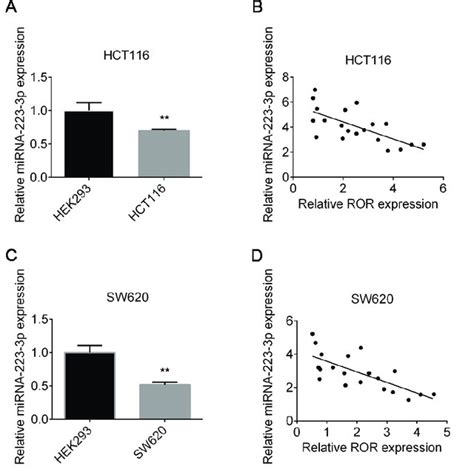Mirna 223 3p Was Downregulated In Colorectal Cancer Cells And