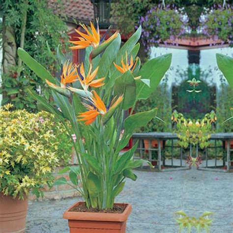Buy Bird Of Paradise Plant Online From Nurserylive At Lowest Price