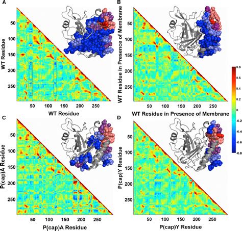 Replacement Of The Cap Pro Residue Disrupts Correlated Motions In The