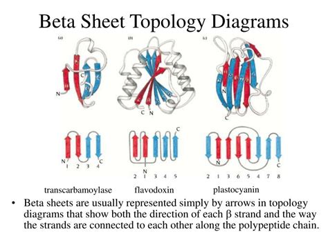 Ppt Secondary Structure Motifs Of Proteins Powerpoint Presentation