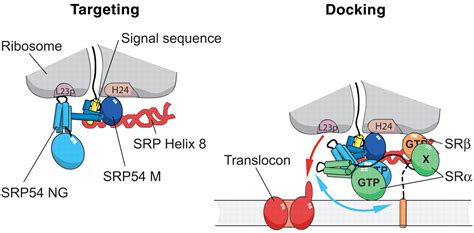 Signal Recognition Particle Receptor Exposes The Ribosomal Translocon