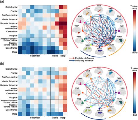 Within‐group White Matter Functional Networks Causal Influence Patterns