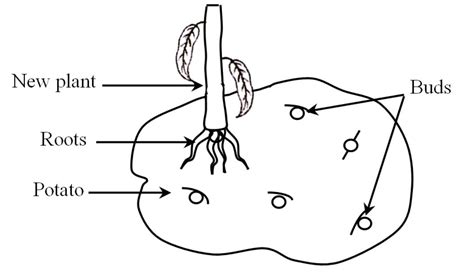 Vegetative Propagation Definition Diagram Types And Its Methods