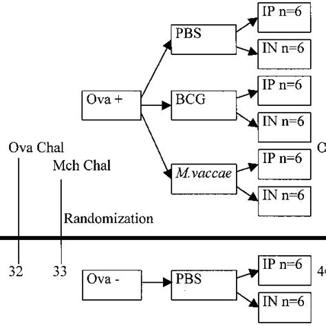 Schematic Representation Of Experiment Protocol Mice Were Sensitized