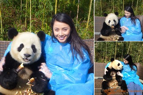 rachel s 1 day panda volunteer experience in dujiangyan panda base