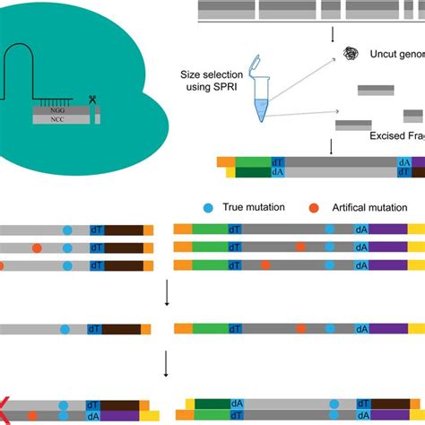 The Basic Workflow For Crispr Ds 18 A Sequence Selection By The Size