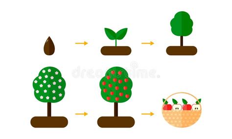 Ciclo De Vida Da árvore De Maçã Fase Do Crescimento Vegetal Da Semente