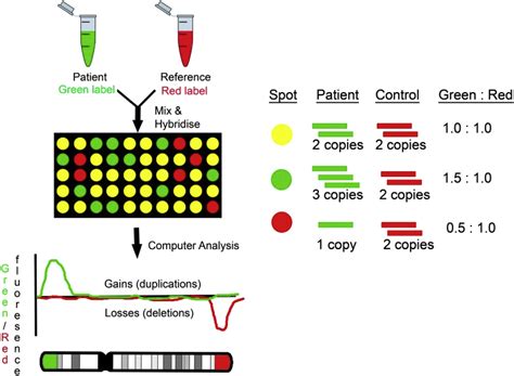 The Use Of Chromosomal Microarray For Prenatal Diagnosis American