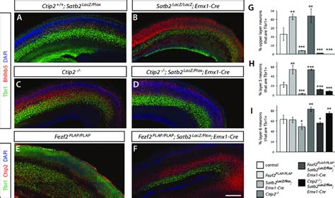 Satb2 And Ctip2 Regulate Tbr1 Expression In A Layer Specific Manner