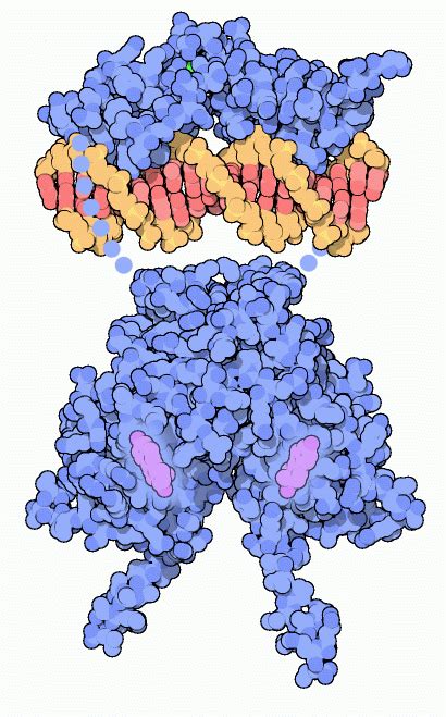 estrogen receptor