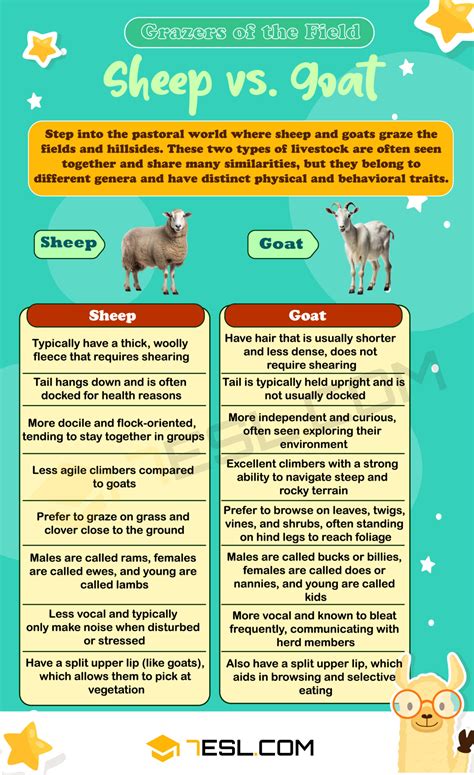 Sheep Vs Goat Understanding The Key Differences • 7esl