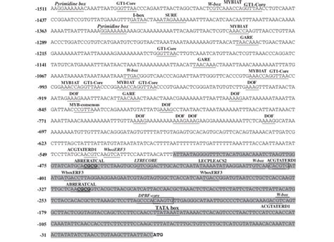 Nucleotide Sequence Of The 5 0 Flanking Region Containing The Promoter