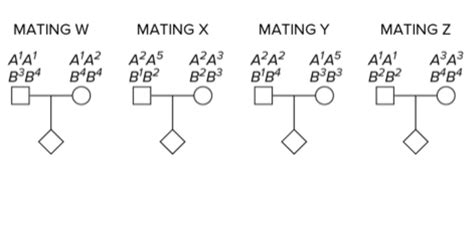 Solved In The Figure Below Which Of The Matings Would Be