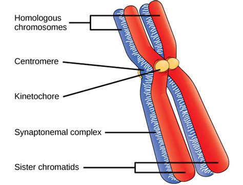 Biology Genetics Meiosis And Sexual Reproduction The Process Of