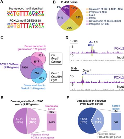 Genome Wide Identification Of Foxl2 Binding Regions In The Ovary A