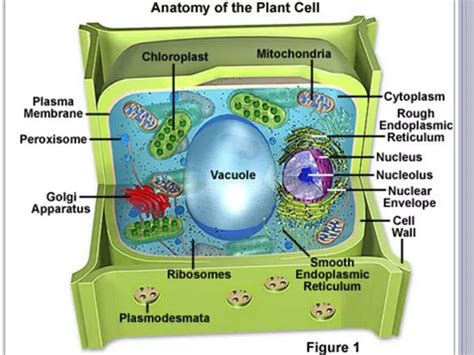Plasmodesmata Function In Plant Cells