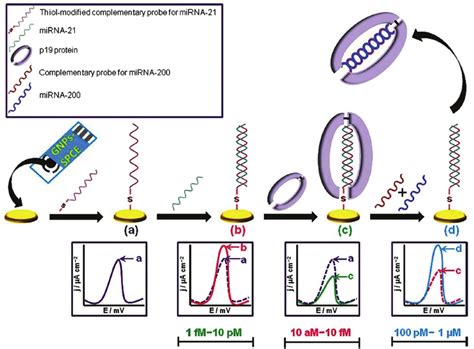 Three Mode Electrochemical Biosensor For Multiple Mirna Detection