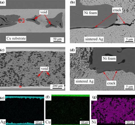 Sem Cross Section Morphology And Element Mapping Of The Ni Foam Nano Ag