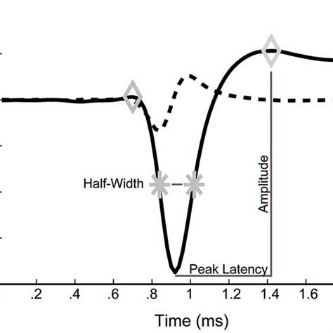 Typical Example Of An Averaged Spike Waveform From A 14 Div Culture