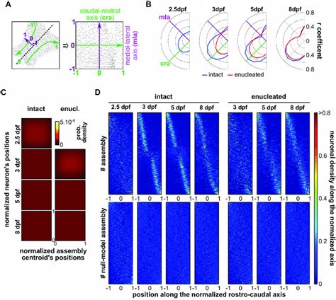 Figure S4 The Neuronal Assemblies Are Distributed Along The